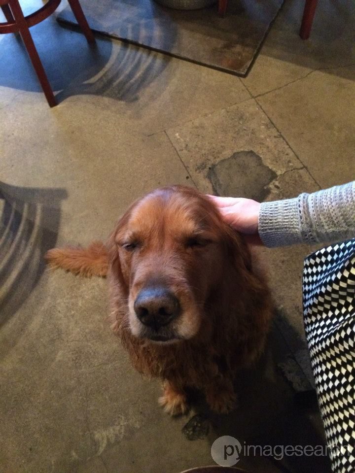 使用OpenCV和Python对图像进行水印- PyImageSearch